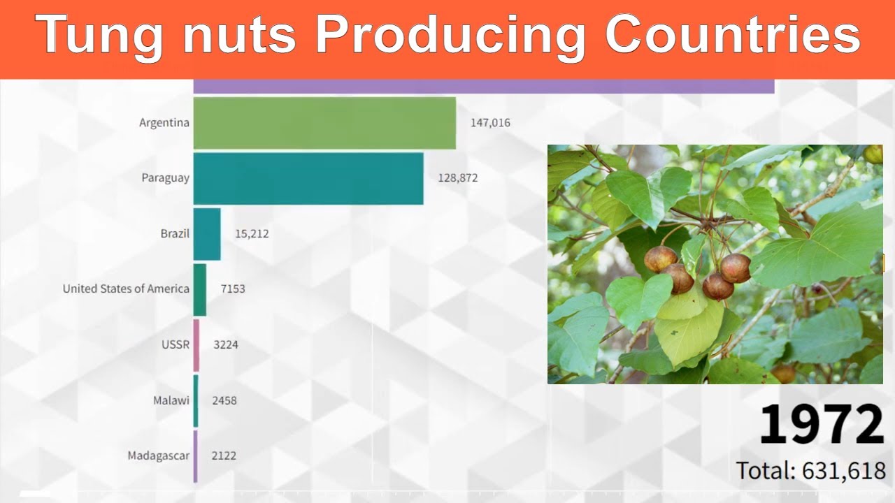 Tung nuts Producing Countries || Highest Tung nuts Production in the ...