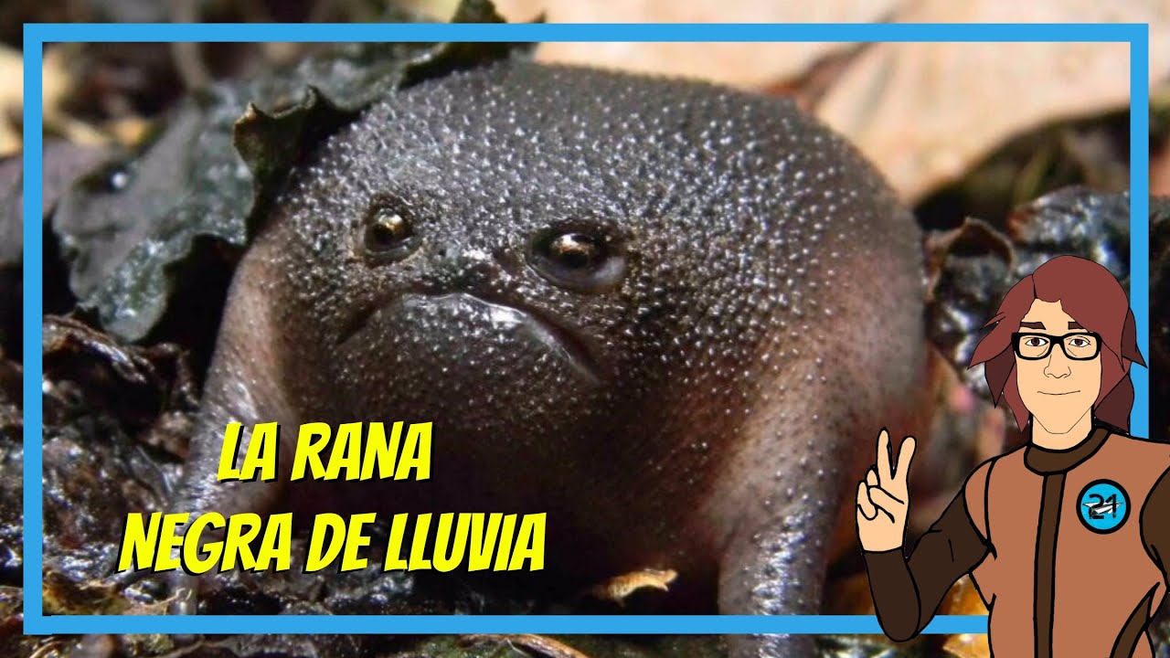 La Rana Negra de LLuvia Africana (Breviceps Fuscus) 🐸 - YouTube