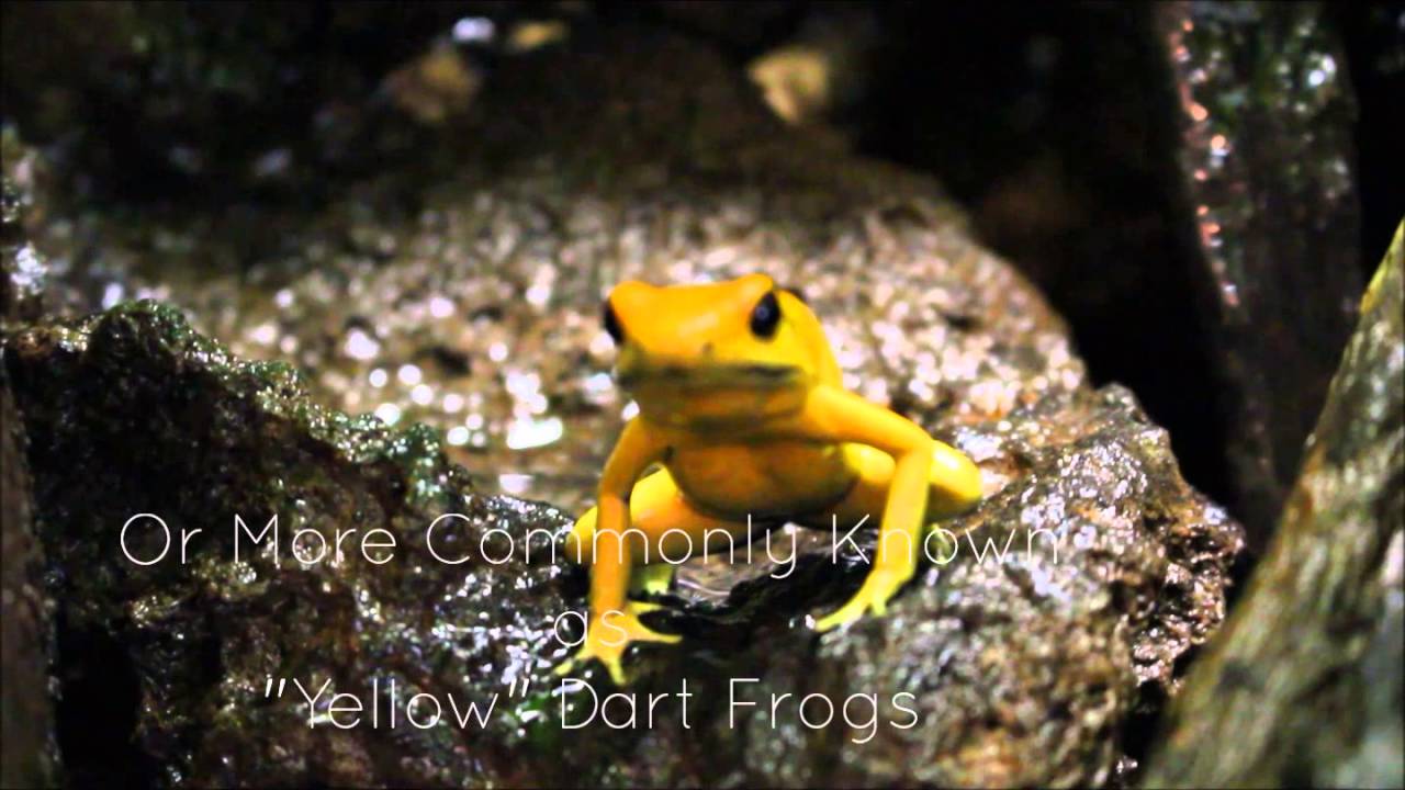 Frog Mania VIDEO - YouTube