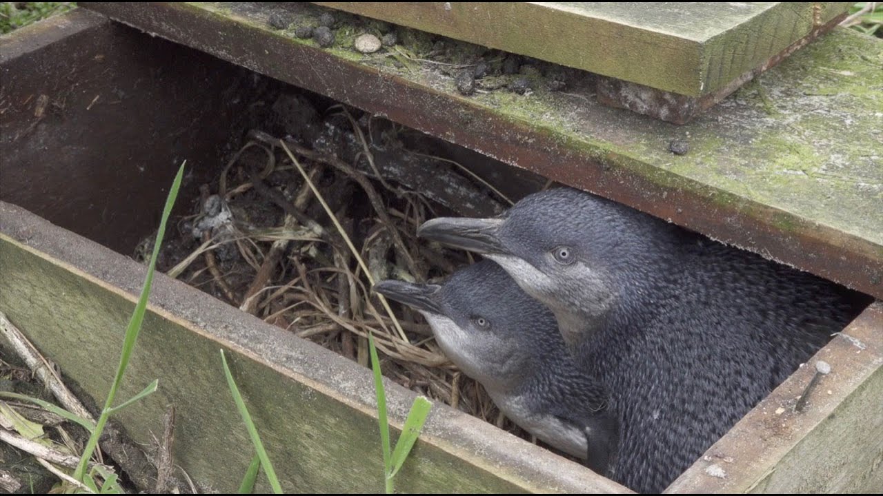 Following Little Blues | Short Film | Wildlife Conservation | Blue ...