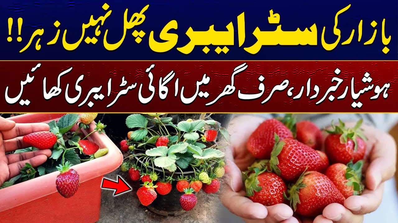 Expensive Strawberries are Extremely Dangerous For Health ...