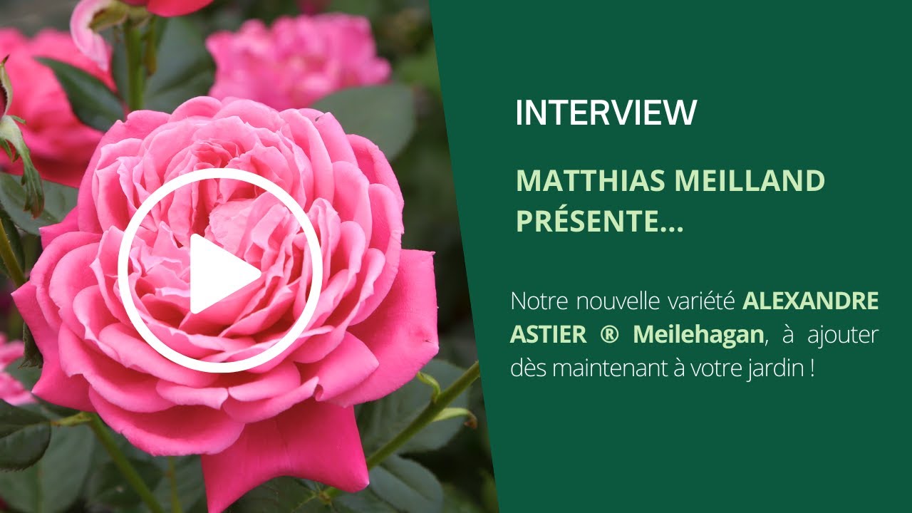 Le Rosier ALEXANDRE ASTIER ® Meilehagan présenté par Matthias Meilland ...