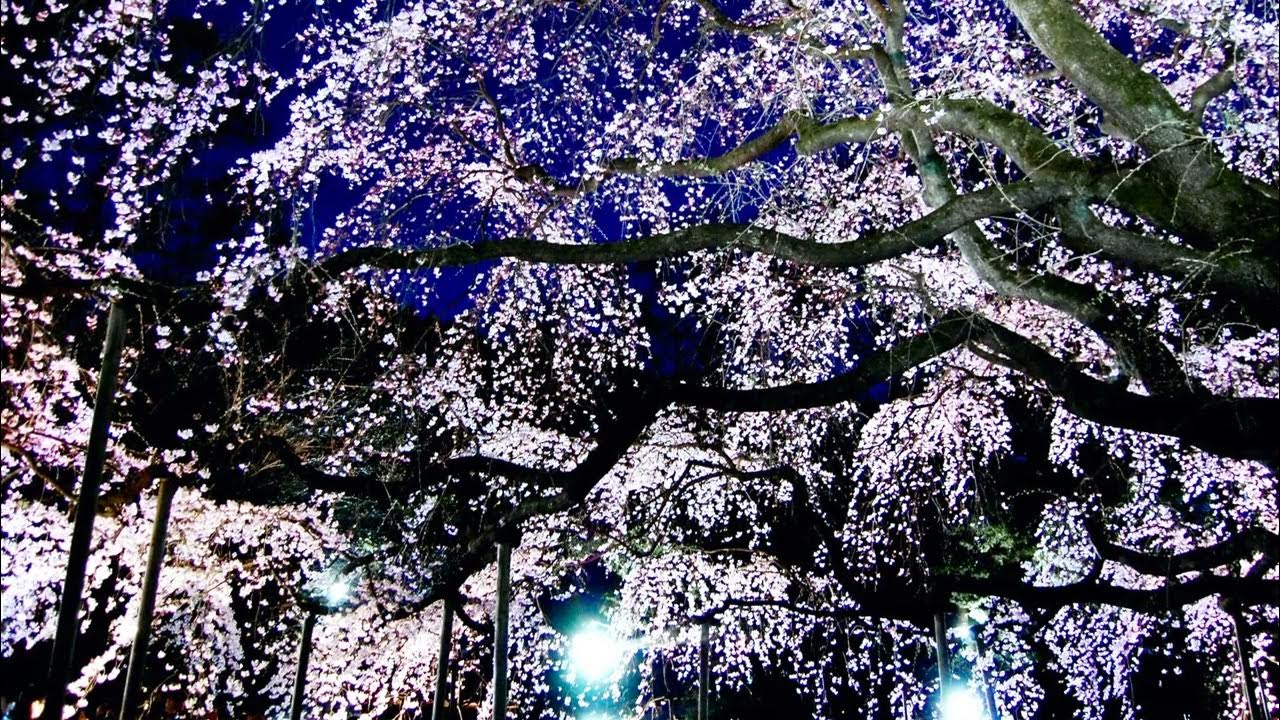 SAKURA - Cherry Blossoms Japanese Traditional Song Violin/Baryton ...