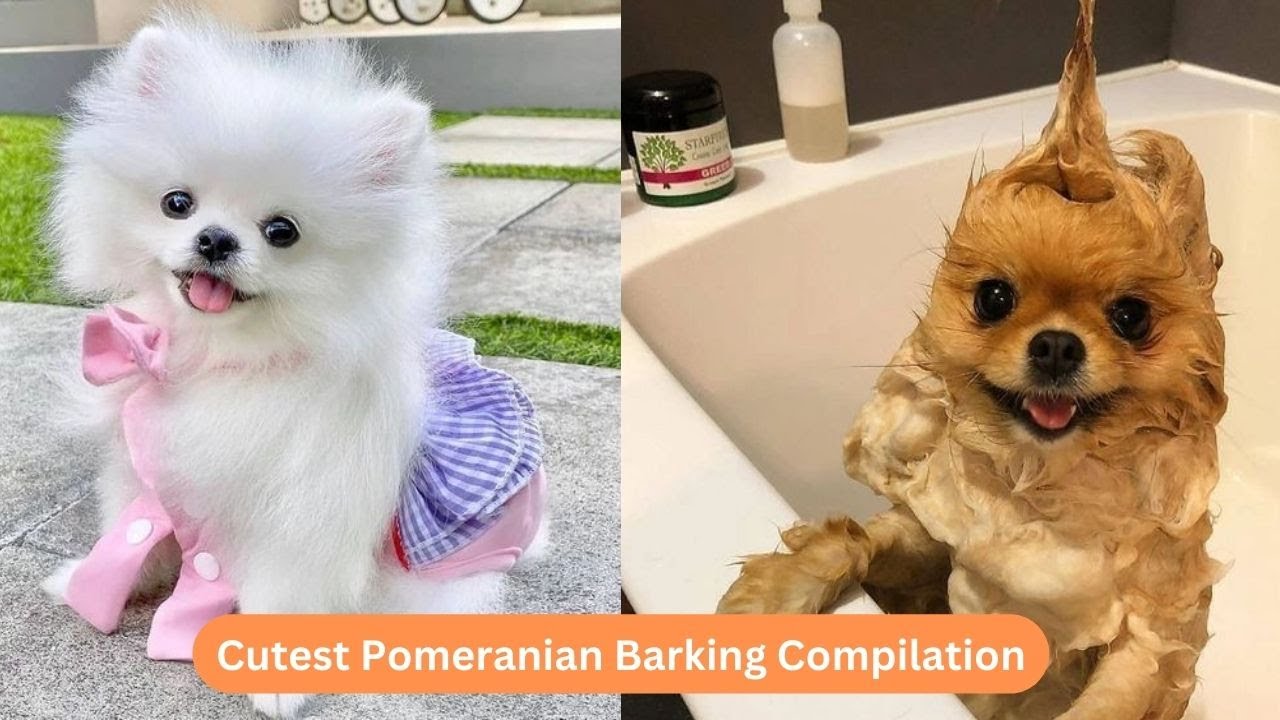 Cutest Pomeranian Barking Compilation - YouTube