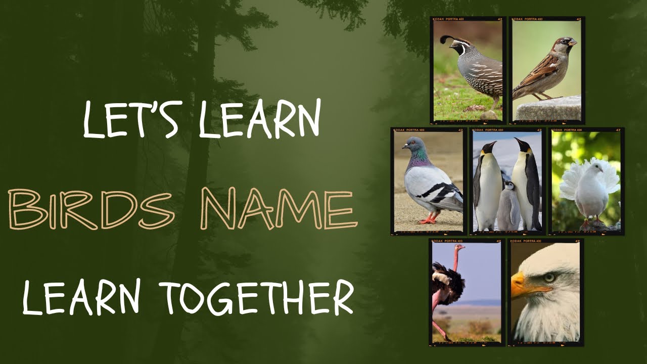 Learn Birds Name | Birds Name for kids | Pre School | #birds ...