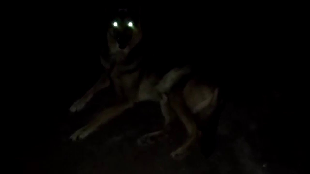 German shepherd very rare night vision - YouTube