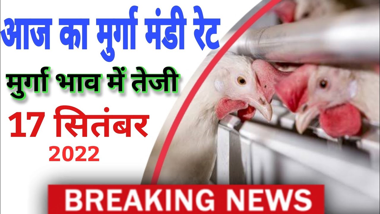 poultry rate today🐔chicken rate today🐔aaj ka murga mandi reta🐔Broiler ...