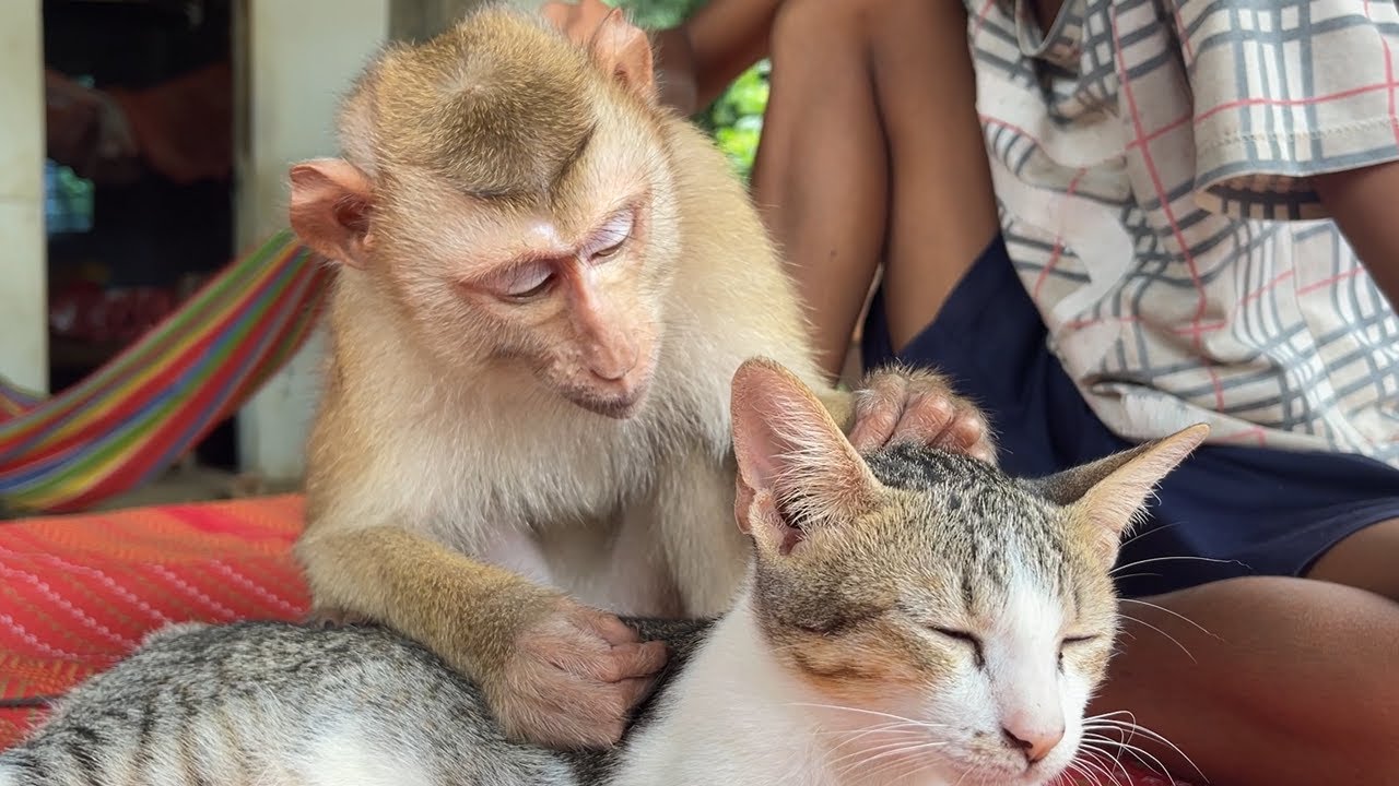 Very Nice Zueii Monkey Grooming Mally She So Sleepy Face - YouTube
