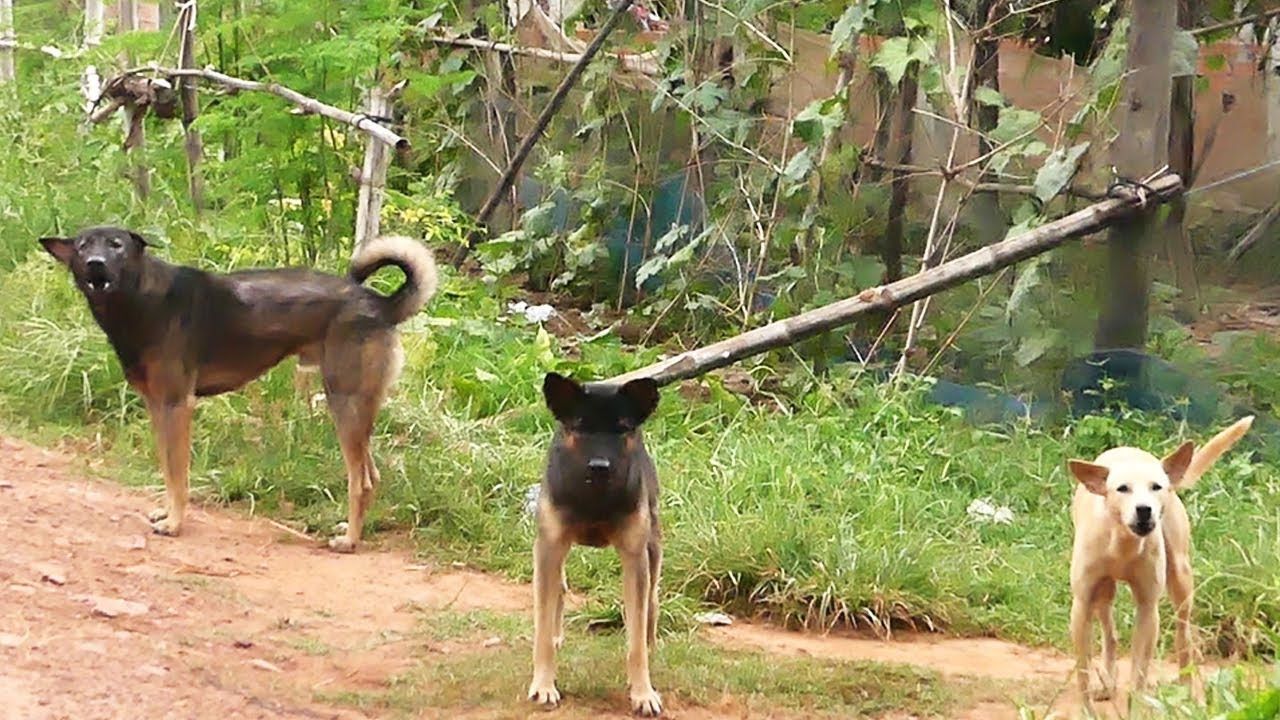 # 2 Nature Show || Three dogs spent 8 minutes to barking - YouTube
