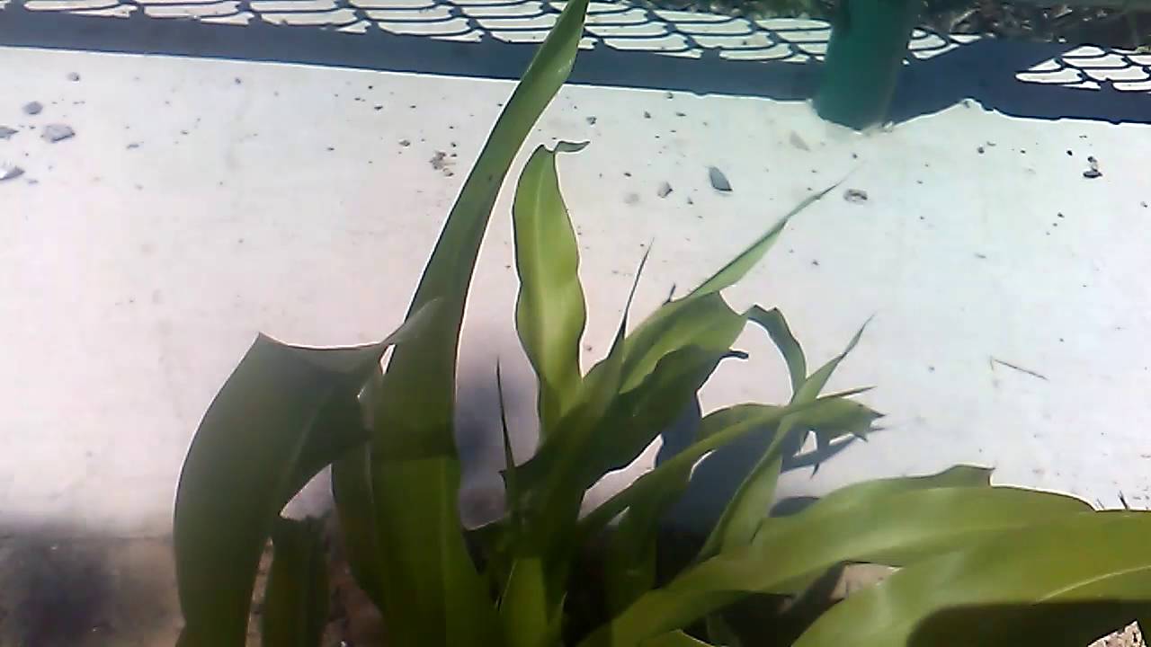 Undomesticated Corn - YouTube