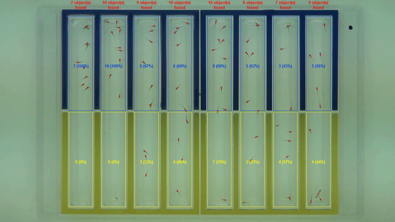 Dual choice fish larvae tox assay - YouTube