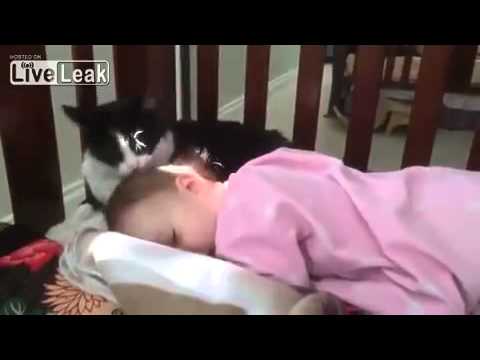 Cocuğun Kafasını Yalayan Kedi