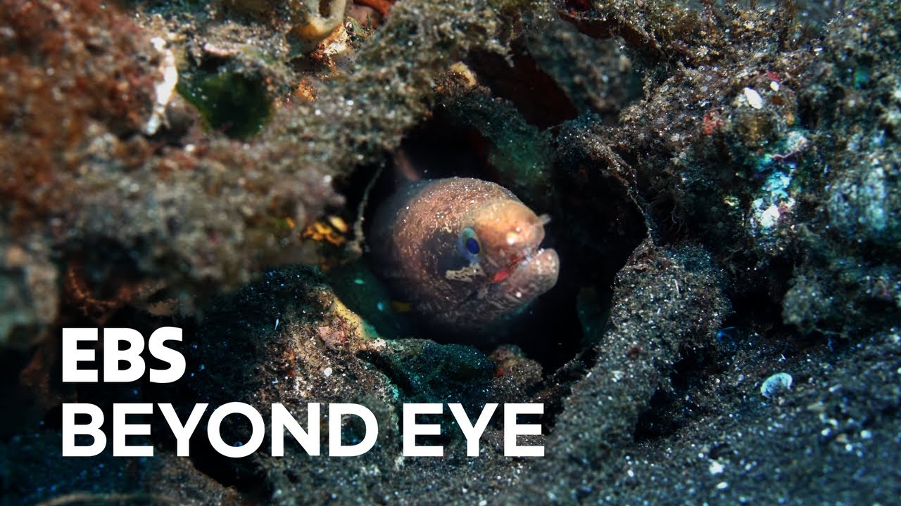 Amazing Sea Creatures | #documentary #fish #marineanimals - YouTube