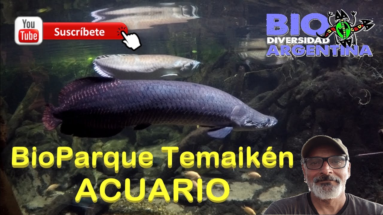 ACUARIO DEL BIOPARQUE TEMAIKÉN, BUENOS AIRES, ARGENTINA #aquarium # ...