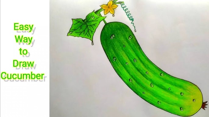 Cucumber Drawing For Kids