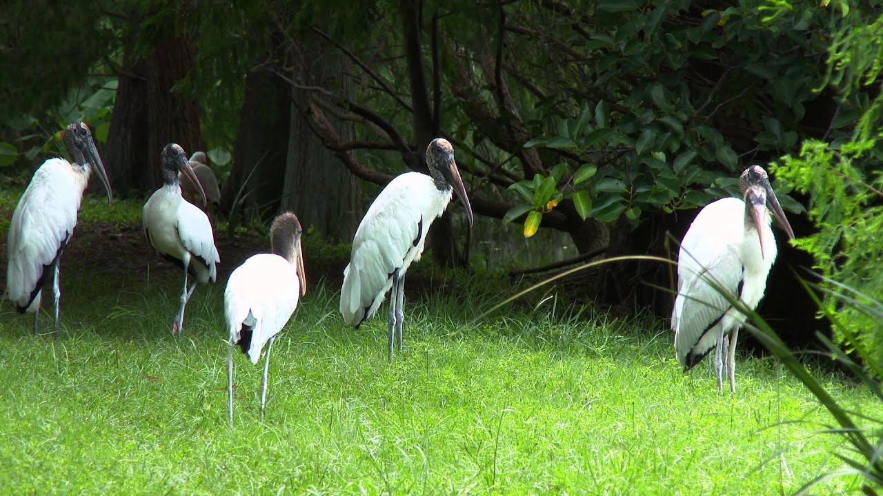 FLORIDA BIRDS JULY 2014 SONY FDR-AX1 4K 60p - YouTube