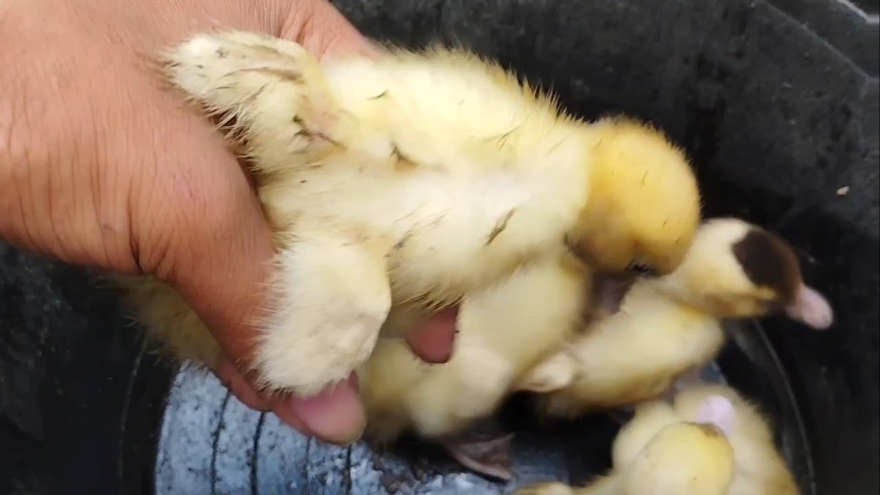 Amazing!! Beautiful and Cute Ducklings - Ducklings Jumping Around - YouTube