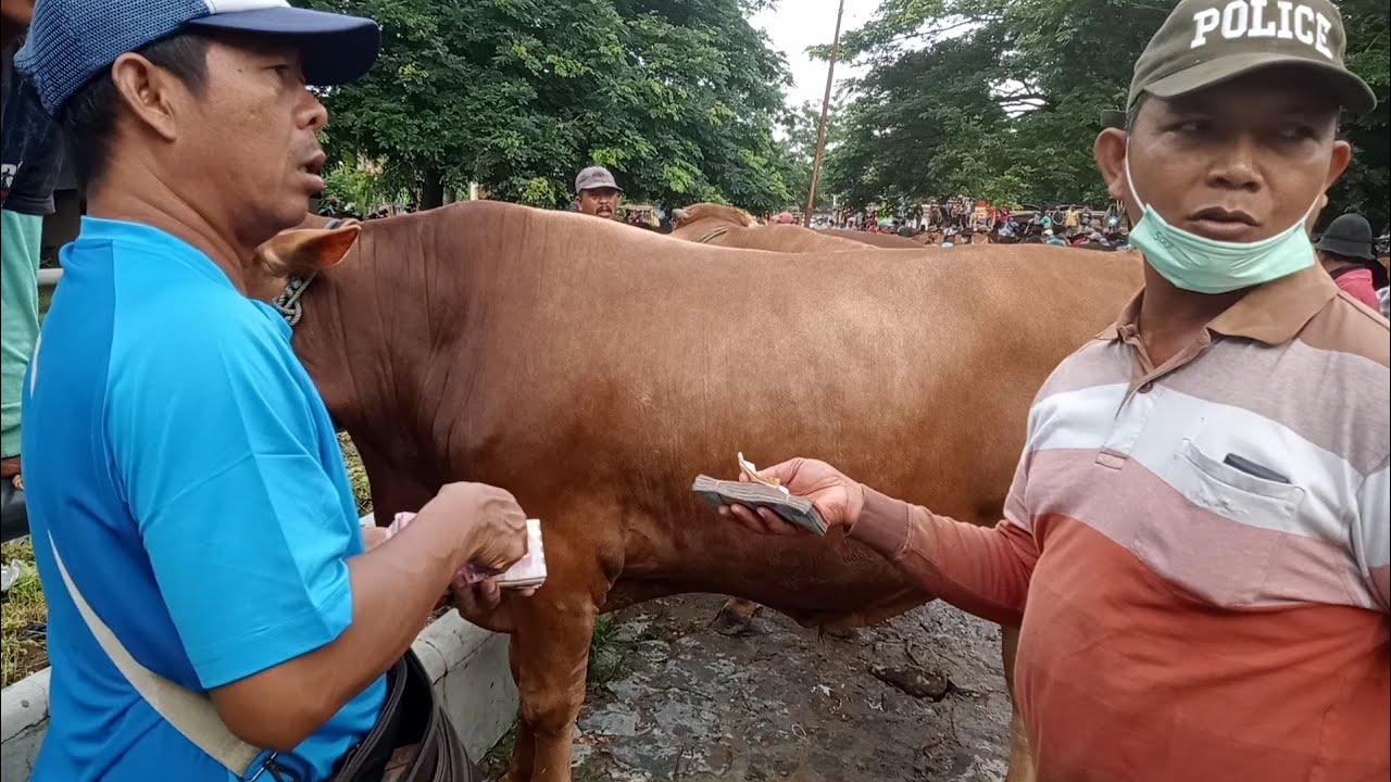 Ketika Juragan Sapi Bertemu Kolektor Sapi Ini Yang Terjadi - YouTube