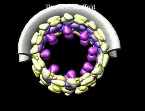 The molecular architecture of the nuclear pore complex - YouTube