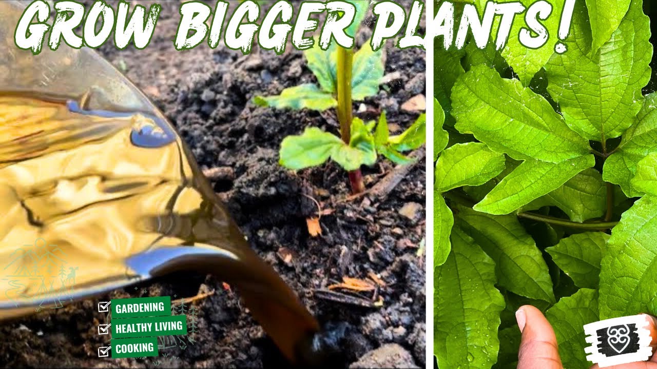 Boost Plant Growth with Chicken Manure Tea —Here is how to Brew it ...