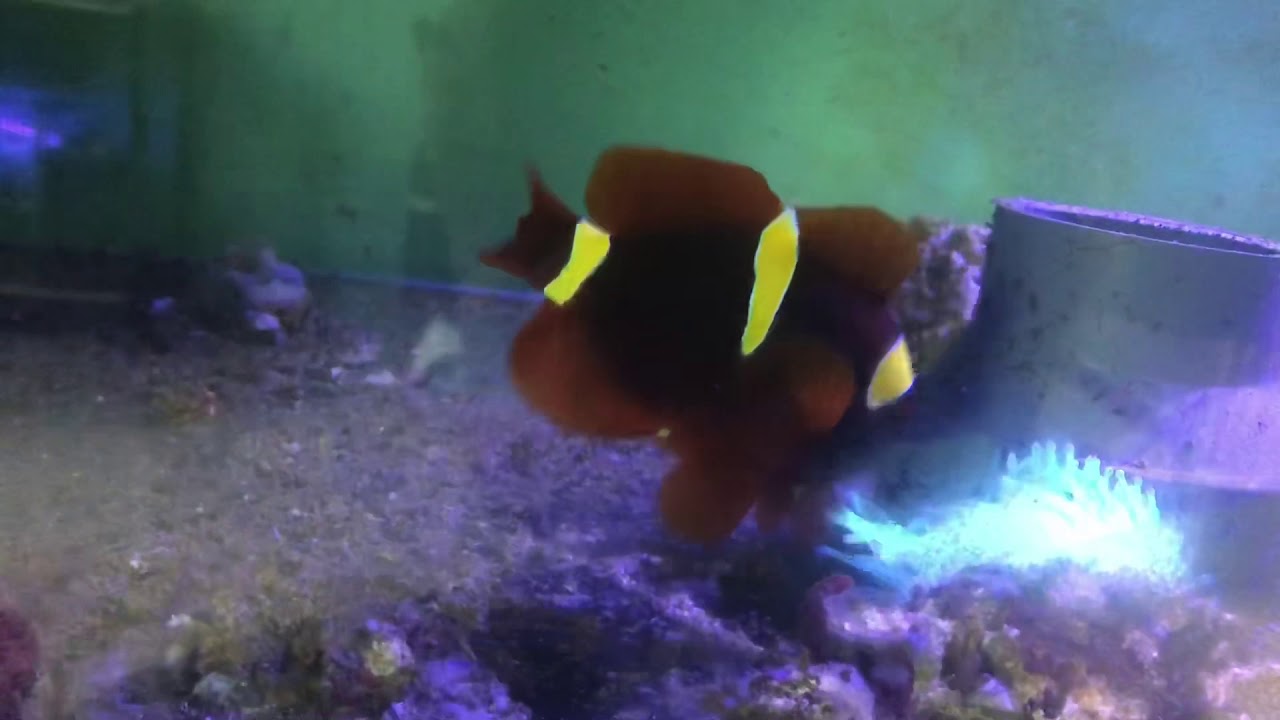 Lighting Maroon and Gold Stripe Maroon Clownfish Pair - YouTube