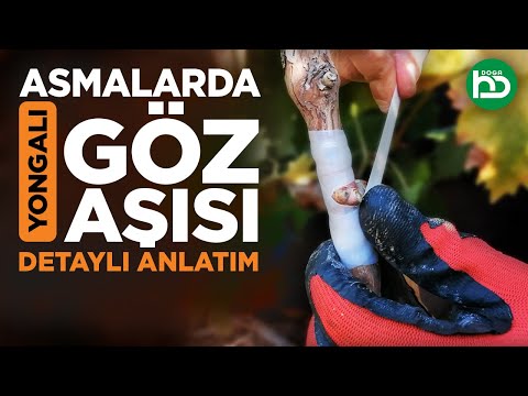 Asmalarda Yongalı Göz Aşısı Nasıl ve Ne Zaman Yapılır (gözaşısı/3)