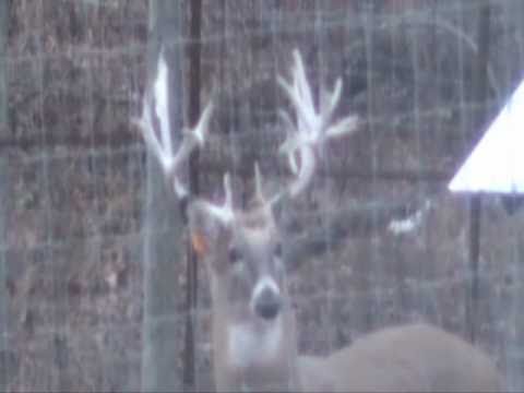 190 Score Non-typical Whitetail Deer Monster Buck - YouTube