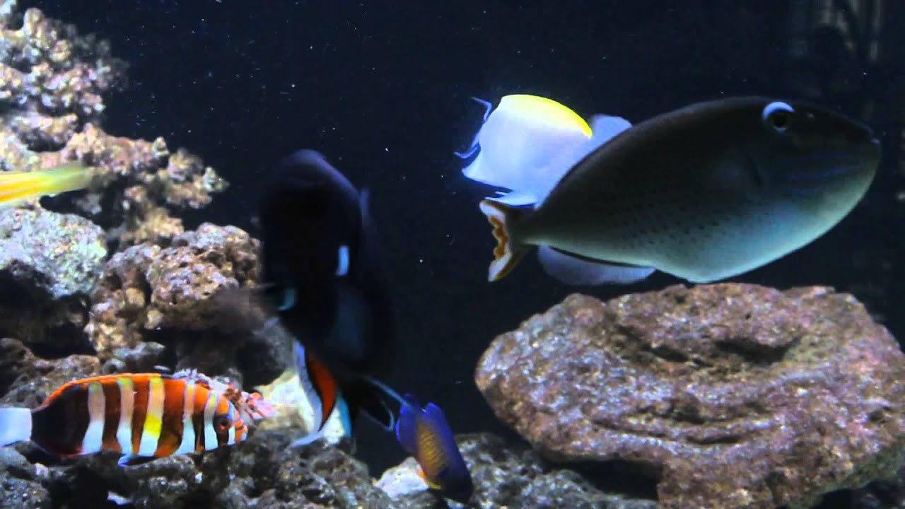 Japanese Swallowtail Angelfish - YouTube