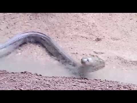 caught on cam Rare Indian cobra (Naja Naja) - Cobra hissing sound - Naja Naja - scary cobra