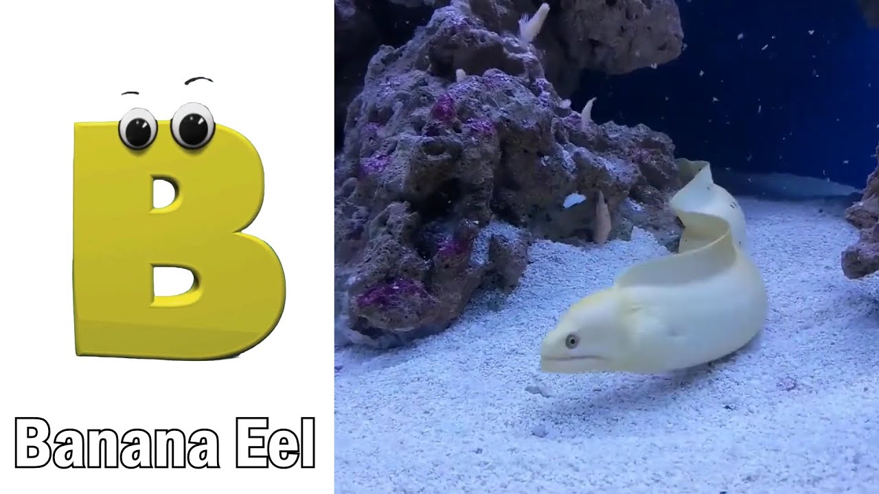 Sea Animals ABC Song | Sea Animals Alphabet Song | Learn The Names of ...