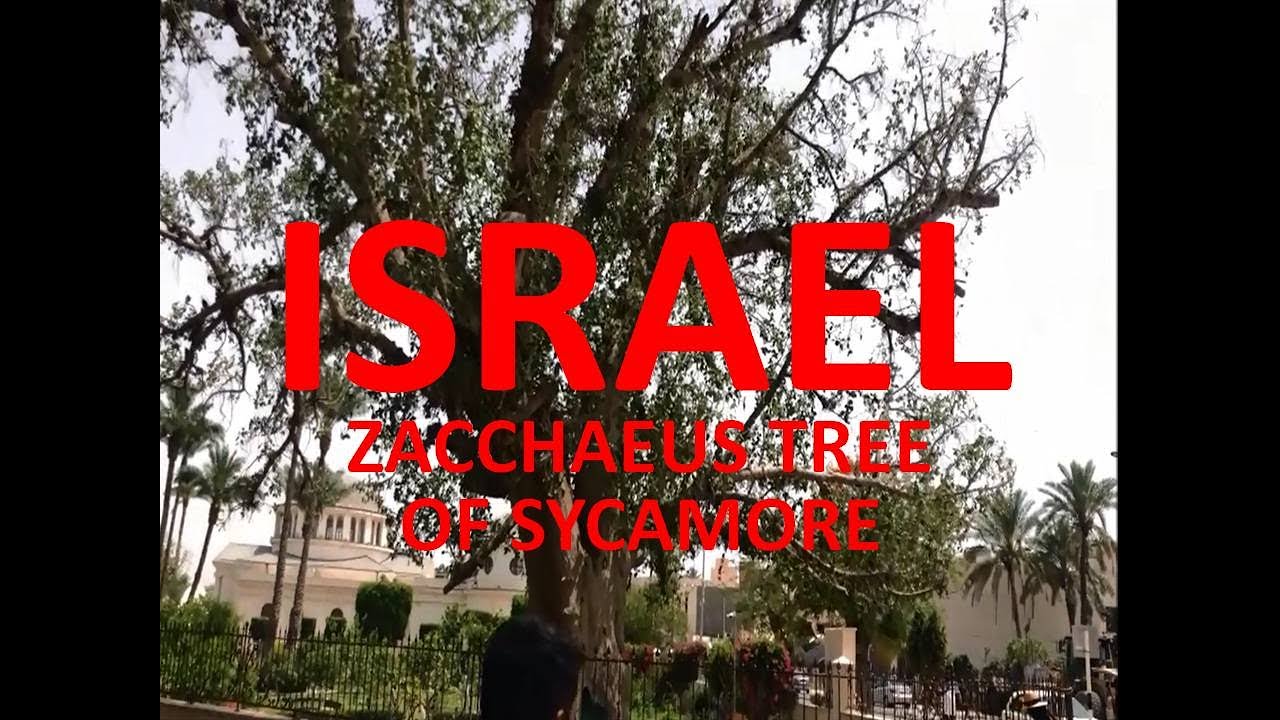 ISRAEL TOUR JERICHO ZACCHAEUS SAT ON THE TREE OF SYCAMORE - YouTube