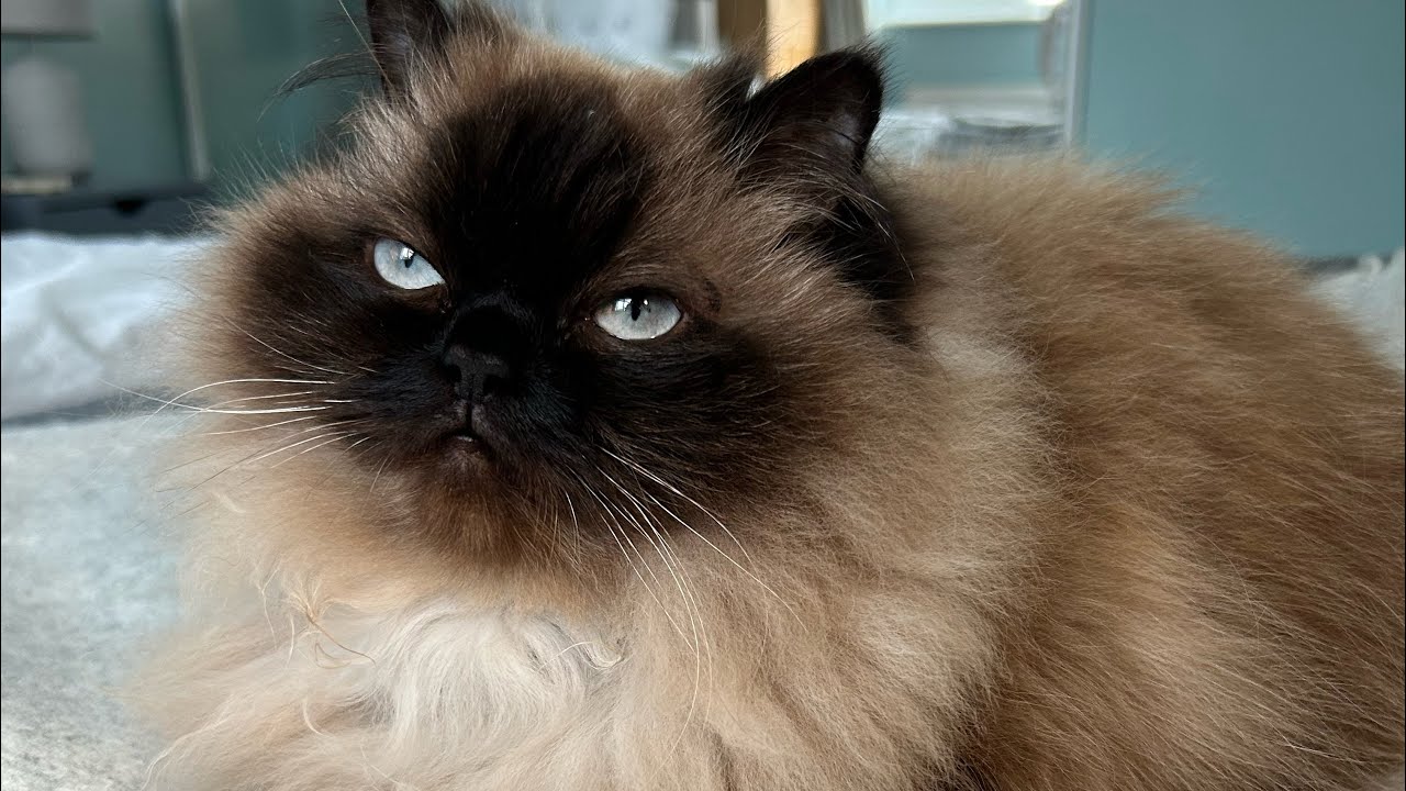 A real grumpy cat! 😾 Himalayan cat called Penelope. - YouTube