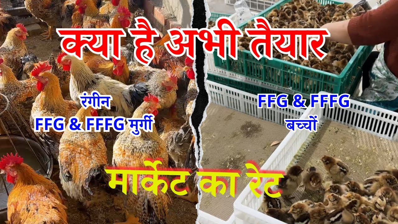 क्या है अभी तैयार रंगीन FFG OR FFFG मुर्गी का रेट और Chick's का रेट # ...