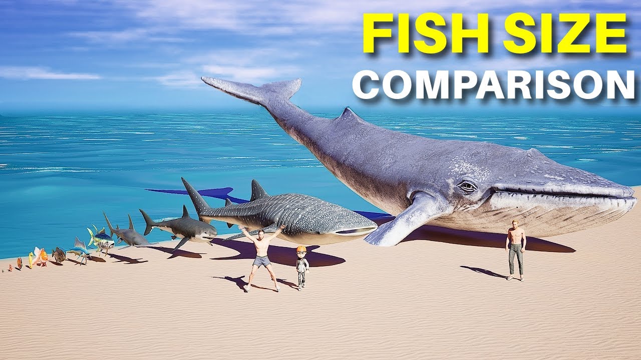 Fish Size Comparison 3D - YouTube