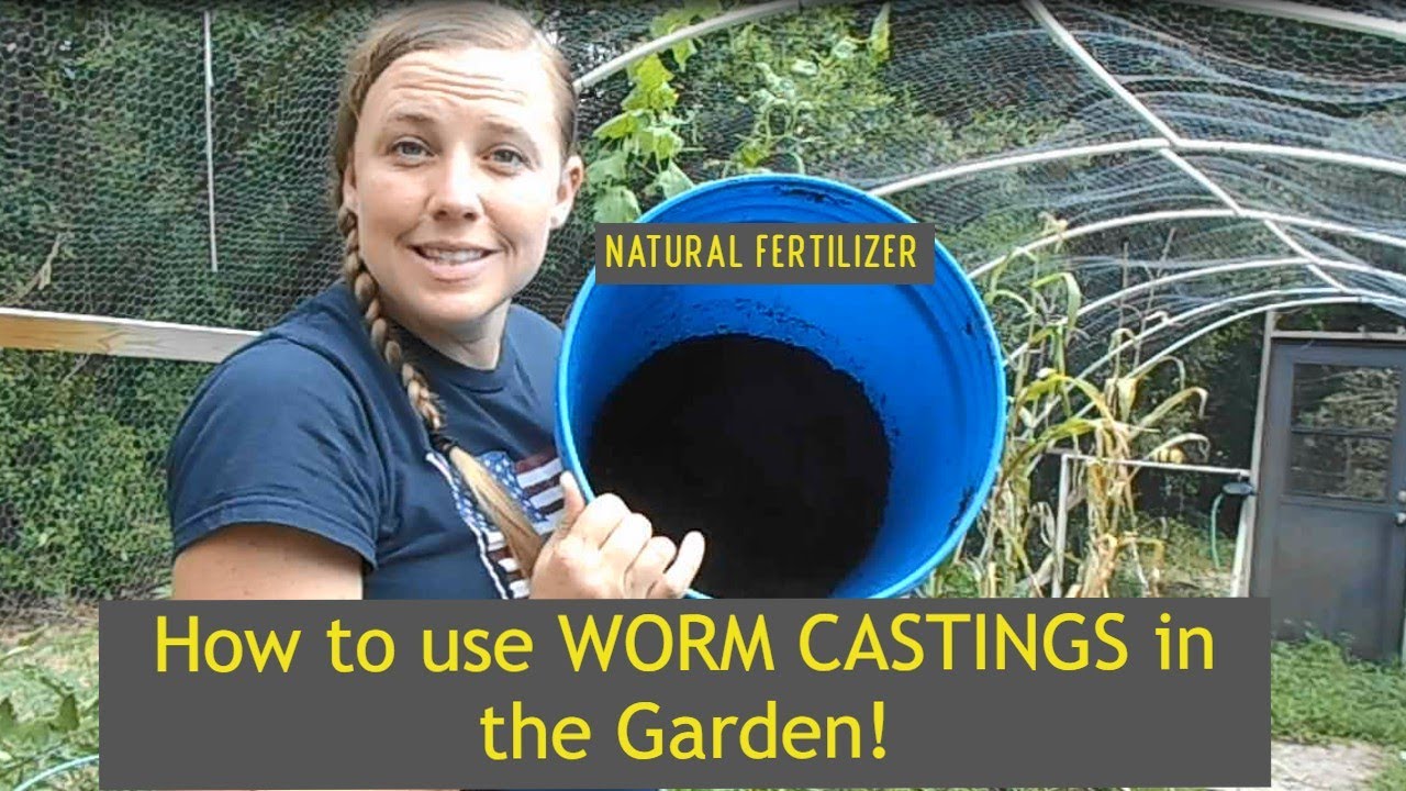 How to use WORM CASTINGS into your Garden - YouTube