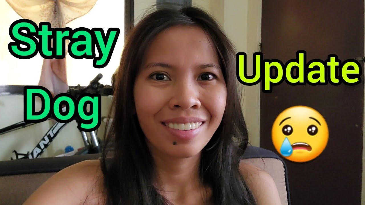 Update about the Stray Dog | Philippines - YouTube