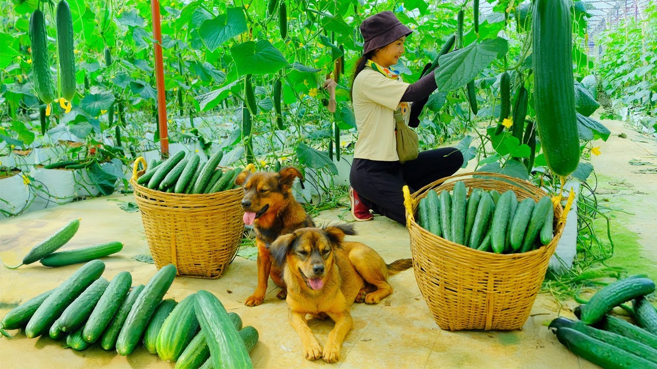 Harvest Cucumbers To Sell At The Market, Cook With Cucumbers, Gardening ...