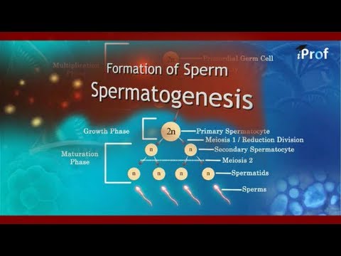Video Lecture on Spermatogenesis (AIPMT Biology) - YouTube