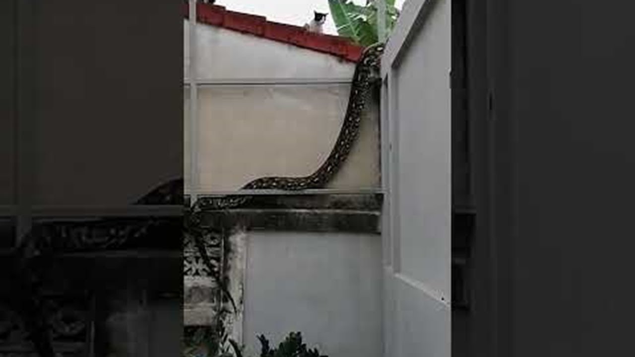 Large Snake Climbs High Over Building || ViralHog - YouTube