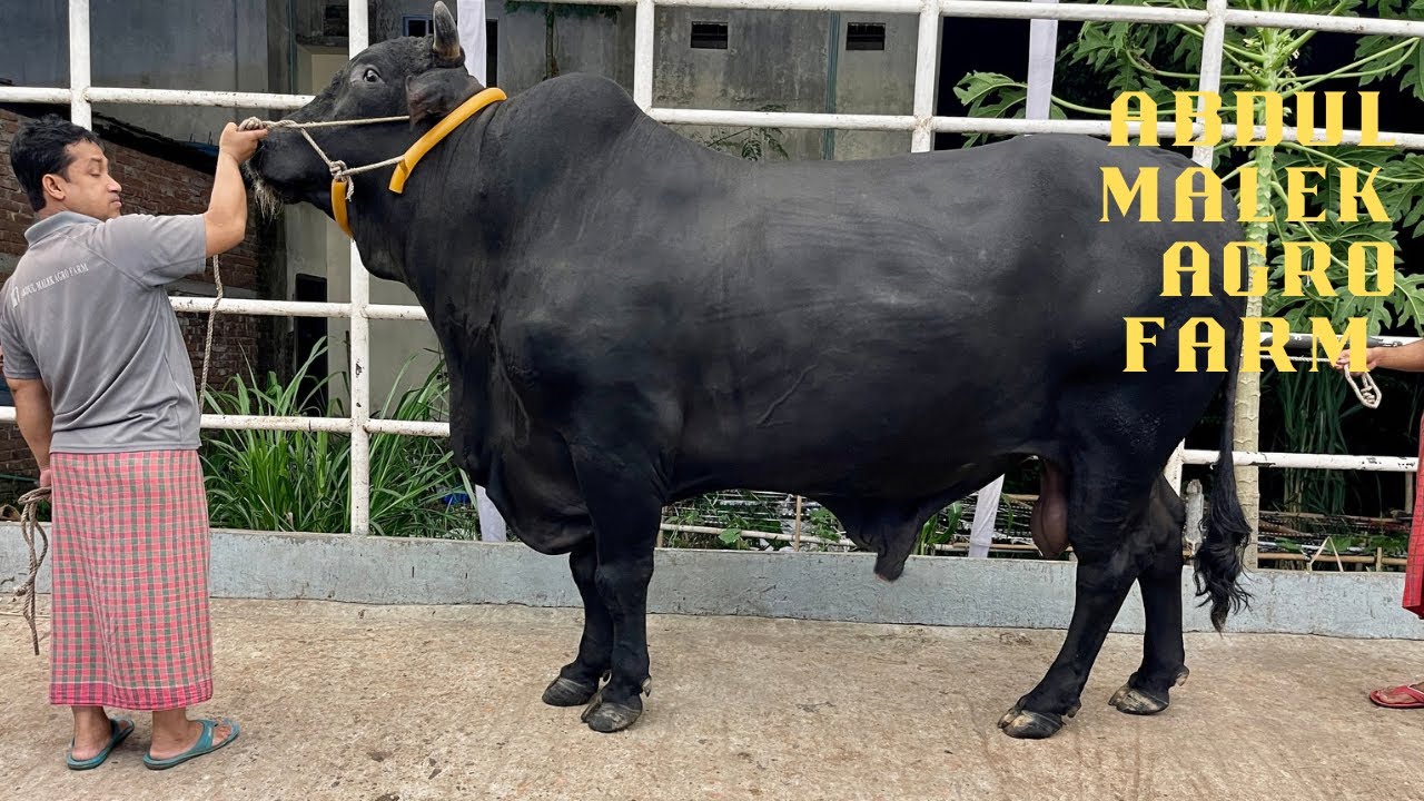 1100 kg Giant Holstein x Sahiwal bull of ABDUL MALEK AGRO FARM 2024 # ...