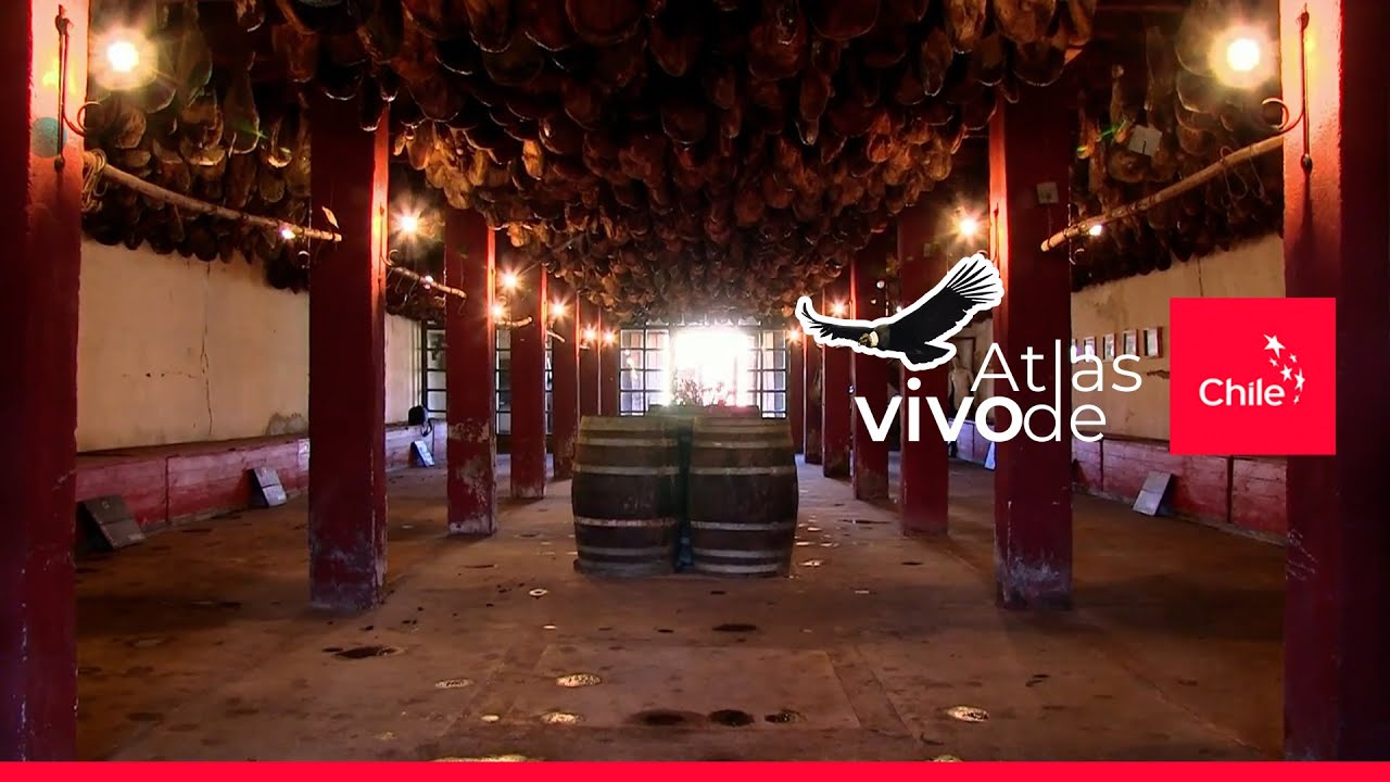 El prosciutto de Capitán Pastene: tradición italiana en el sur de Chile ...