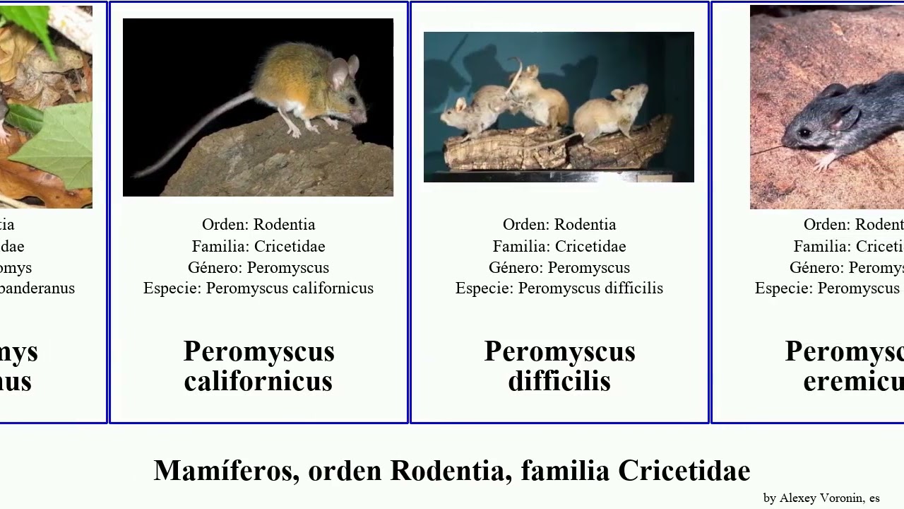 Mamíferos, orden Rodentia, familia Cricetidae peromyscus microtus ...