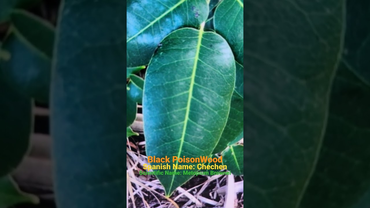 Black Poisonwood🌳 | Chechen | Tropical Tree - YouTube
