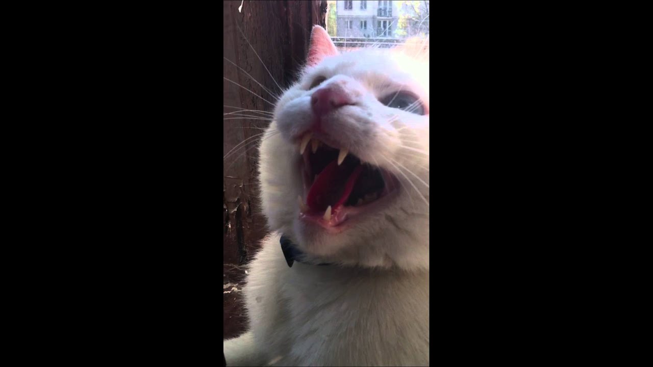 Trollface Cat - YouTube