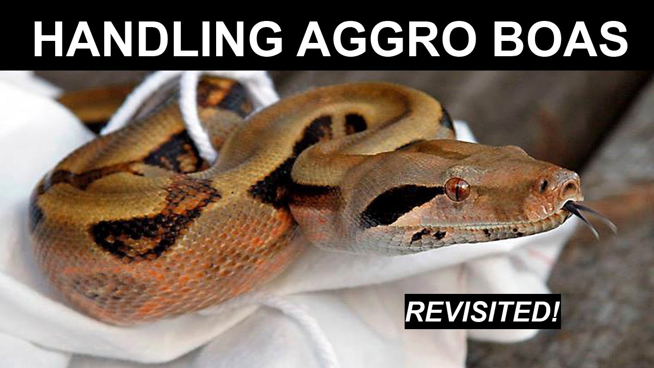 Handling My Most Aggressive Boas: REVISITED! - YouTube