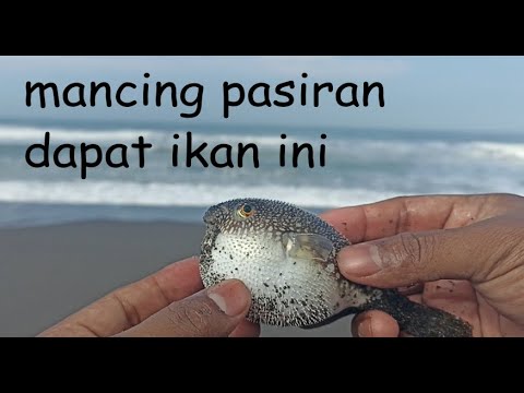 PENGALAMAN MANCING PASIRAN PANTAI DEWA RUCI JATIMALANG PURWOREJO