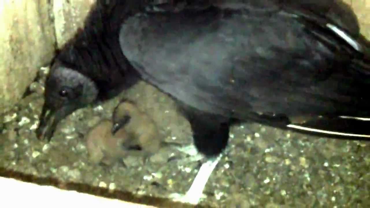Filhotes de corvo dentro de um cocho de estrebaria - YouTube