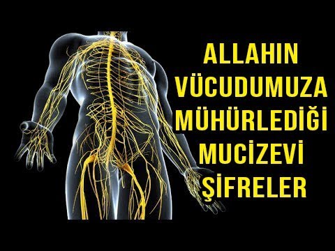 Allahın Vücudumuza Mühürlediği Mucizevi Şifreler - Allah Yazan Yerler