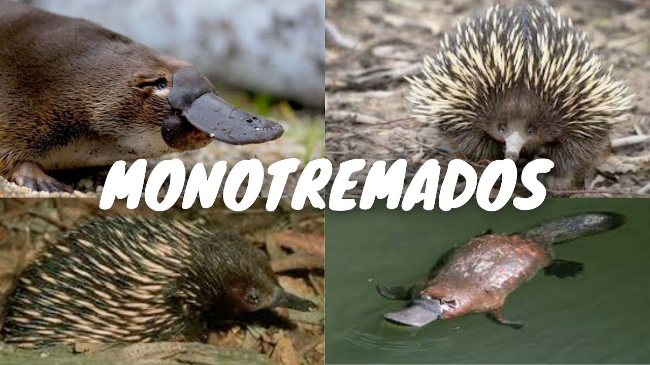 Episódio 3: Monotremados - YouTube