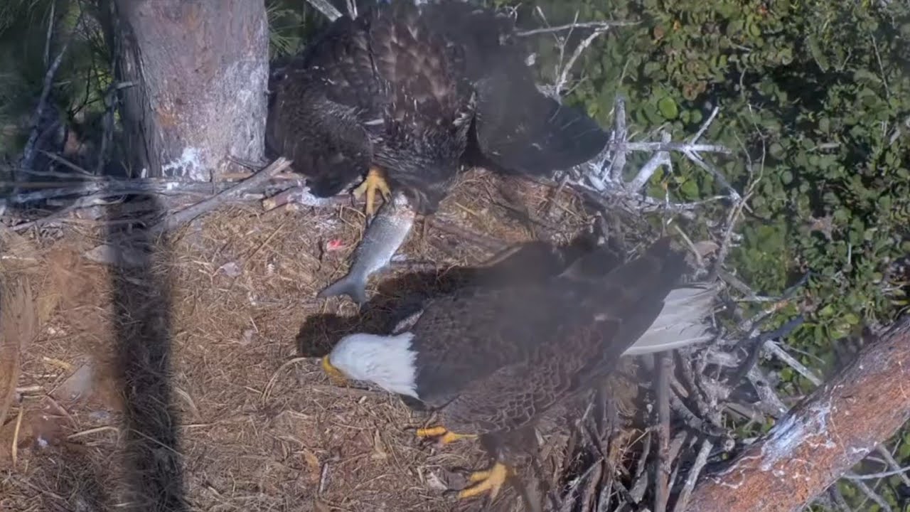 Clive brings fish, Dasher back to claim the fish, Clive feed Dasher ...